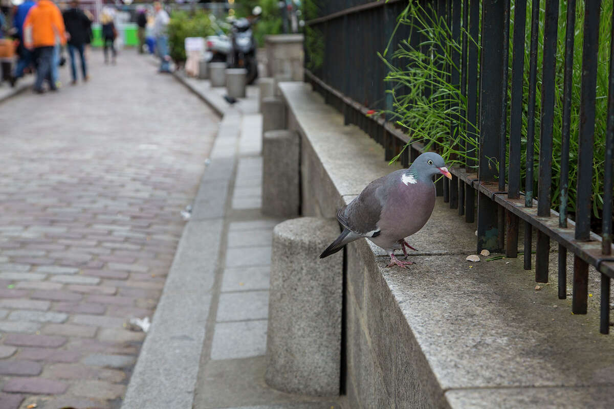 Parisian pigeon has elegant French style