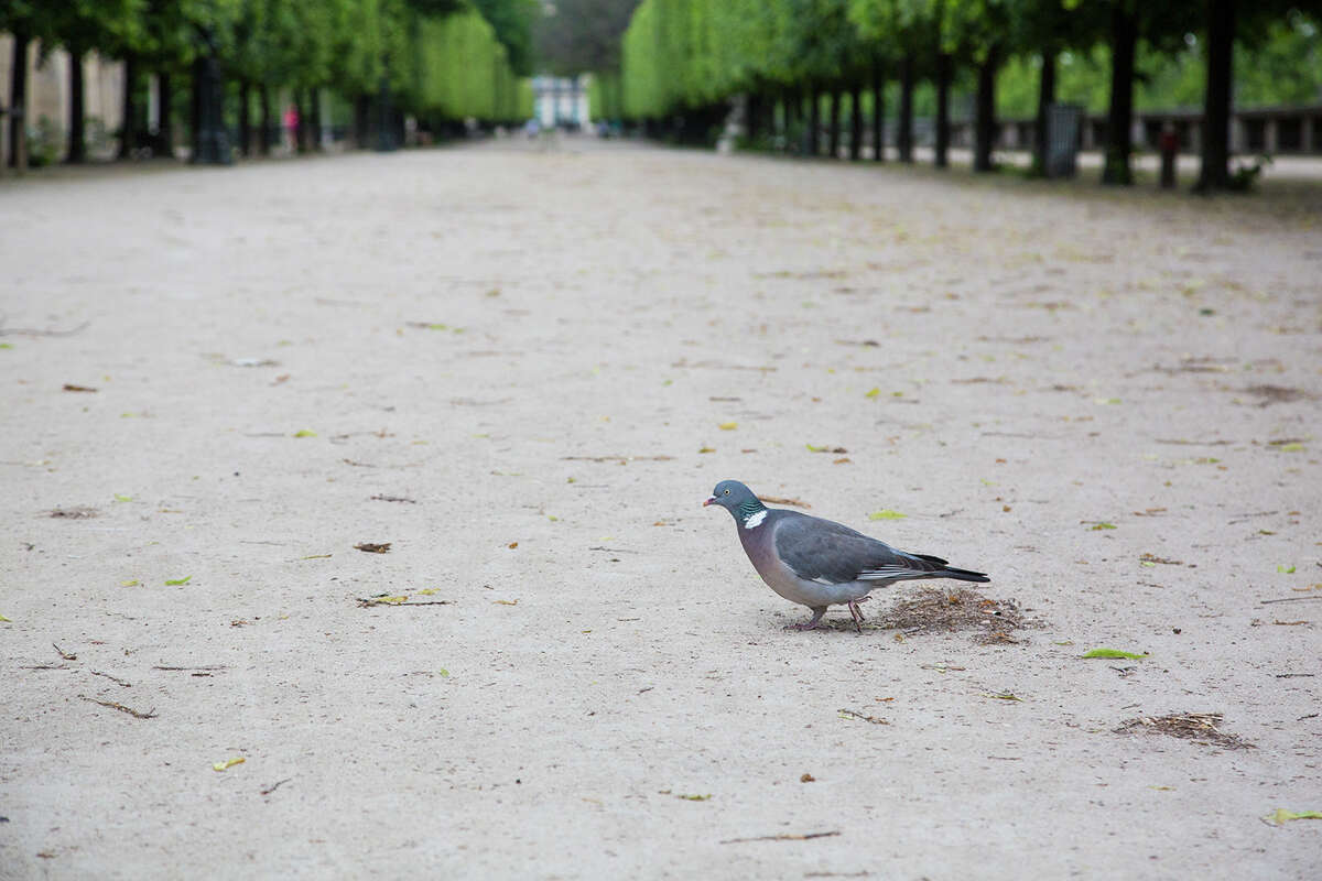 Parisian pigeon has elegant French style