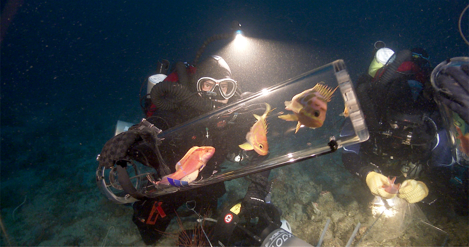 Scientists discover new ocean species