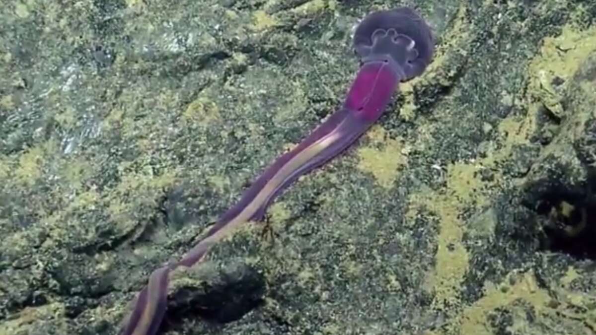 Creepy giant cockroach of the sea found on the floor of the Gulf of Mexico