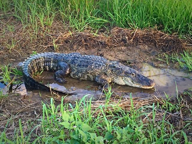 9-foot-long alligator spotted near North Texas lake