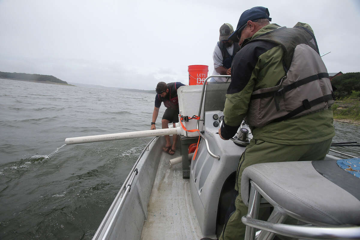 Medina Lake stocked with 204,000 largemouth bass fingerlings