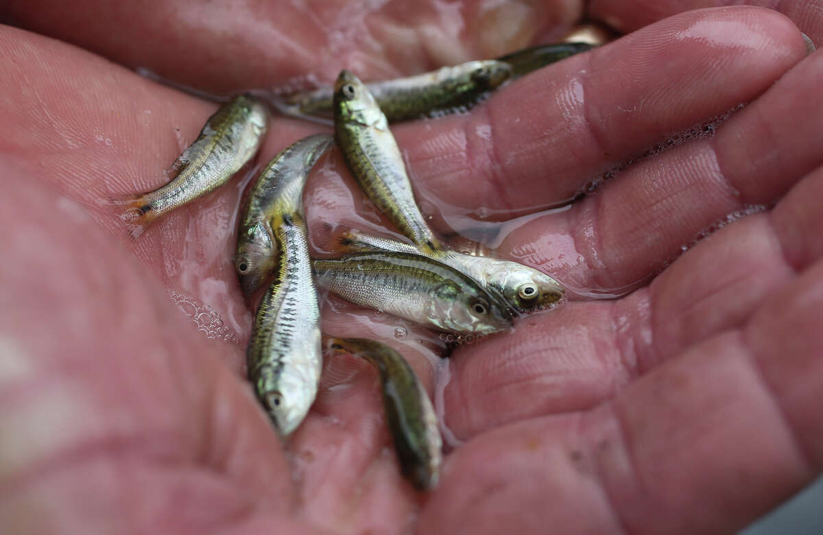 Medina Lake stocked with 204,000 largemouth bass fingerlings