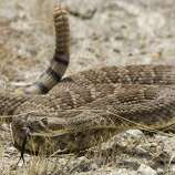 6 things to know about tarantula hawk wasps with 'traumatically painful ...