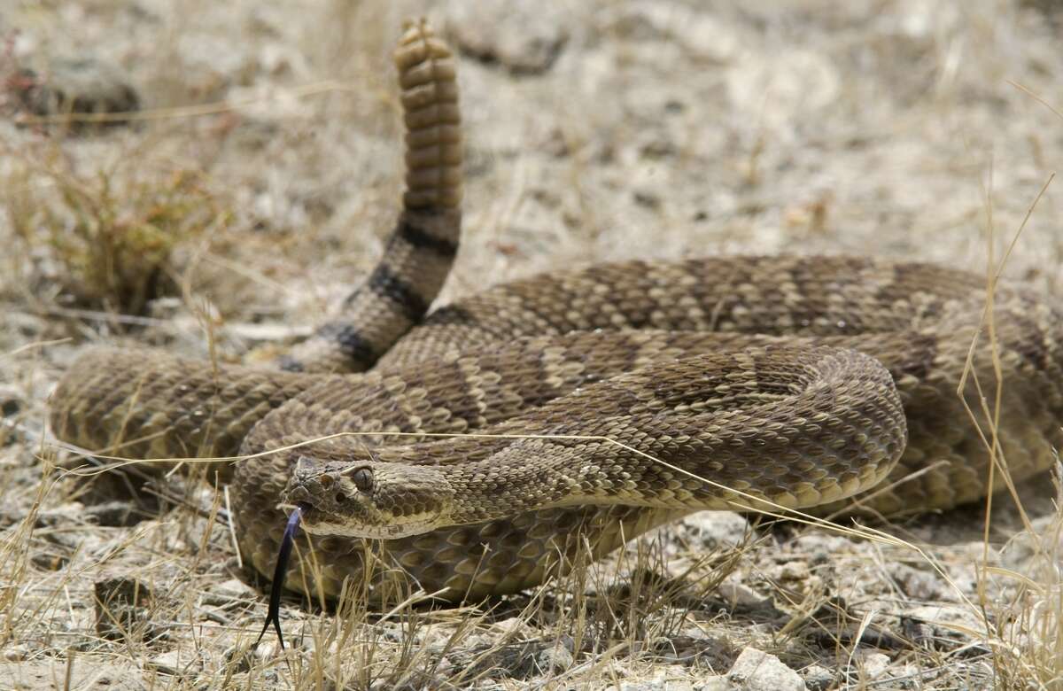 Video: Adorable baby snake takes its first breath