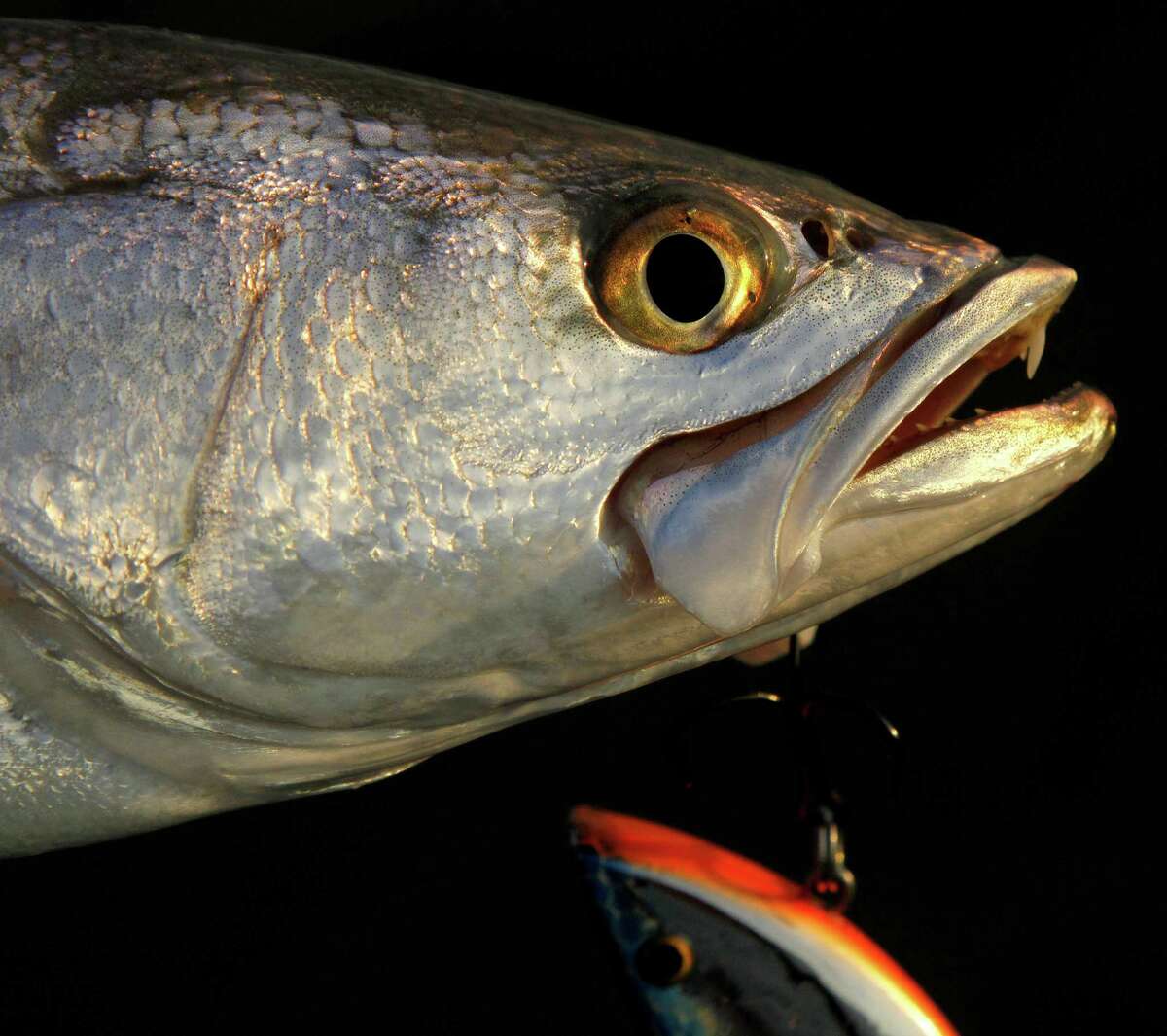 Speckled trout worth a listen while spawning