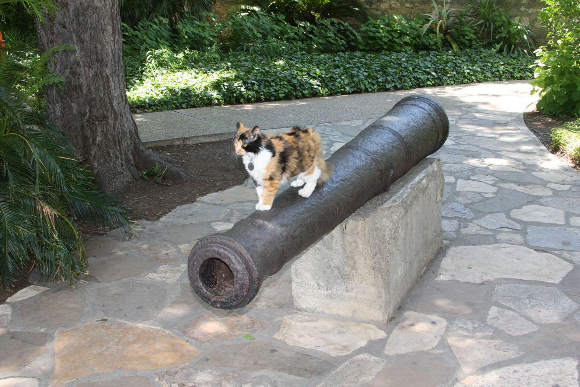 The Alamo has a new official cat and she's extremely adorable