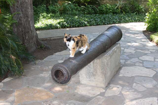 The Alamo has a new official cat and she's extremely adorable
