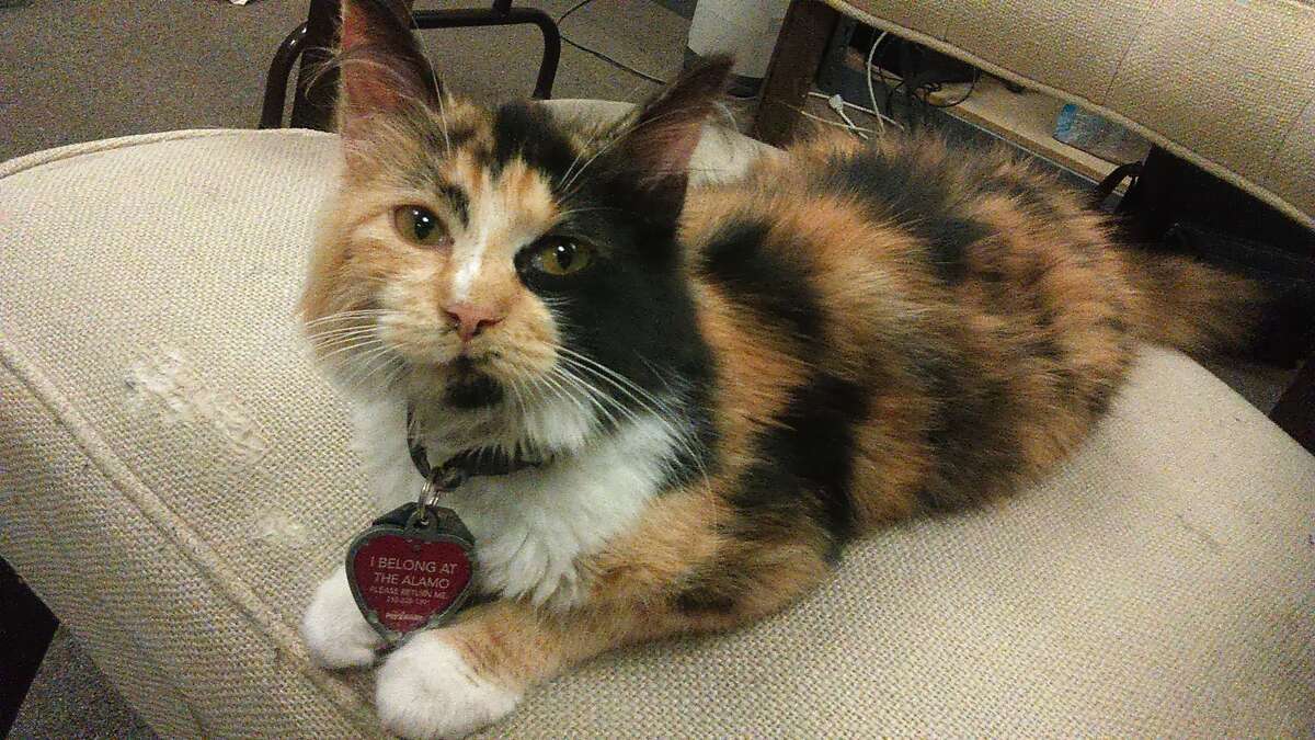 The Alamo has a new official cat and she's extremely adorable
