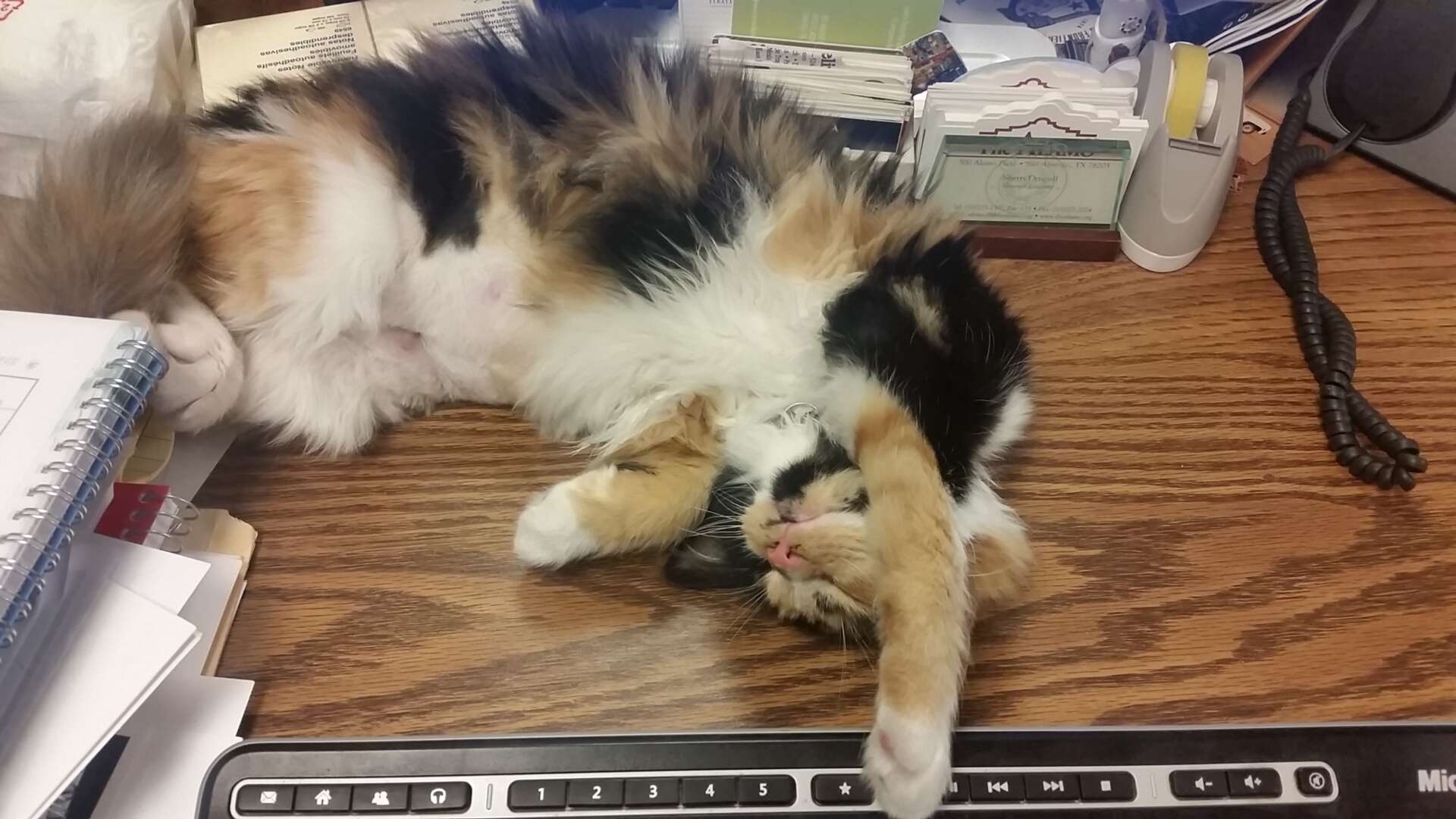 The Alamo has a new official cat and she's extremely adorable