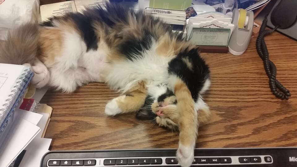 The Alamo has a new official cat and she's extremely adorable