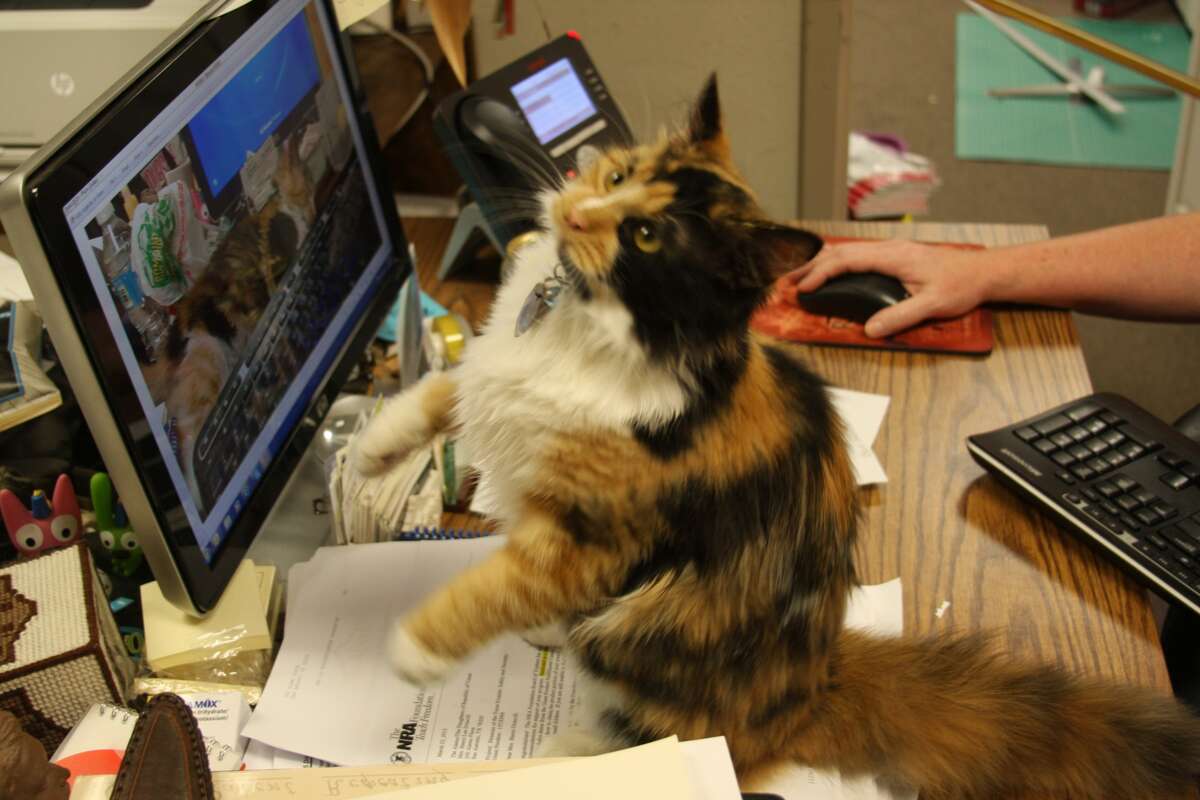 The Alamo has a new official cat and she's extremely adorable