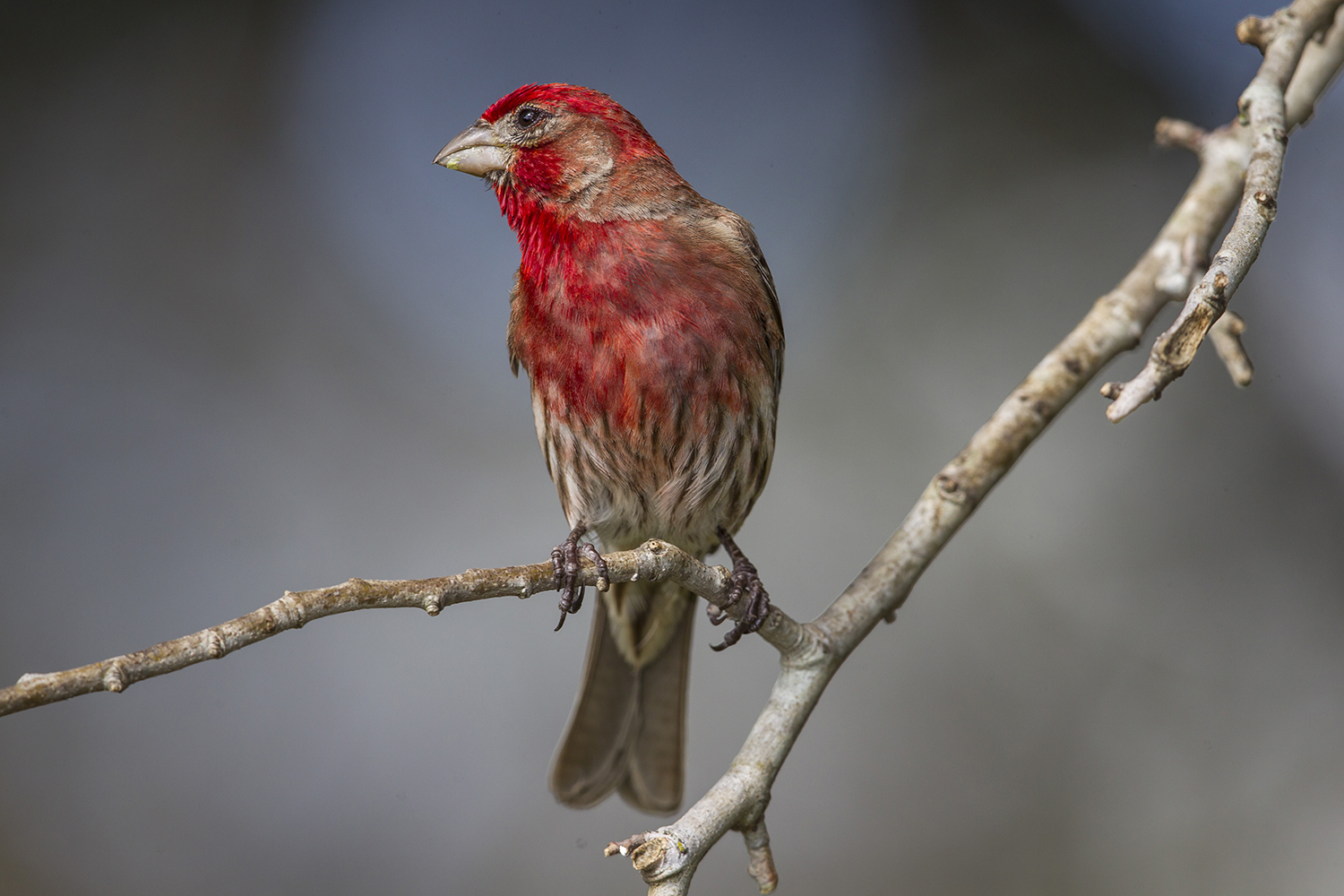 Melodic house finches make themselves at home in Houston