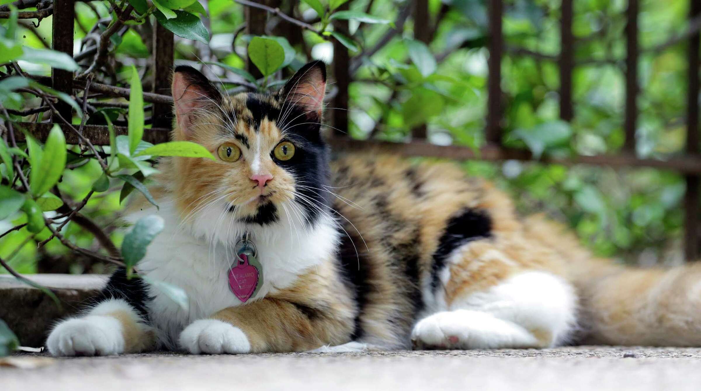 The Alamo has a new official cat and she's extremely adorable