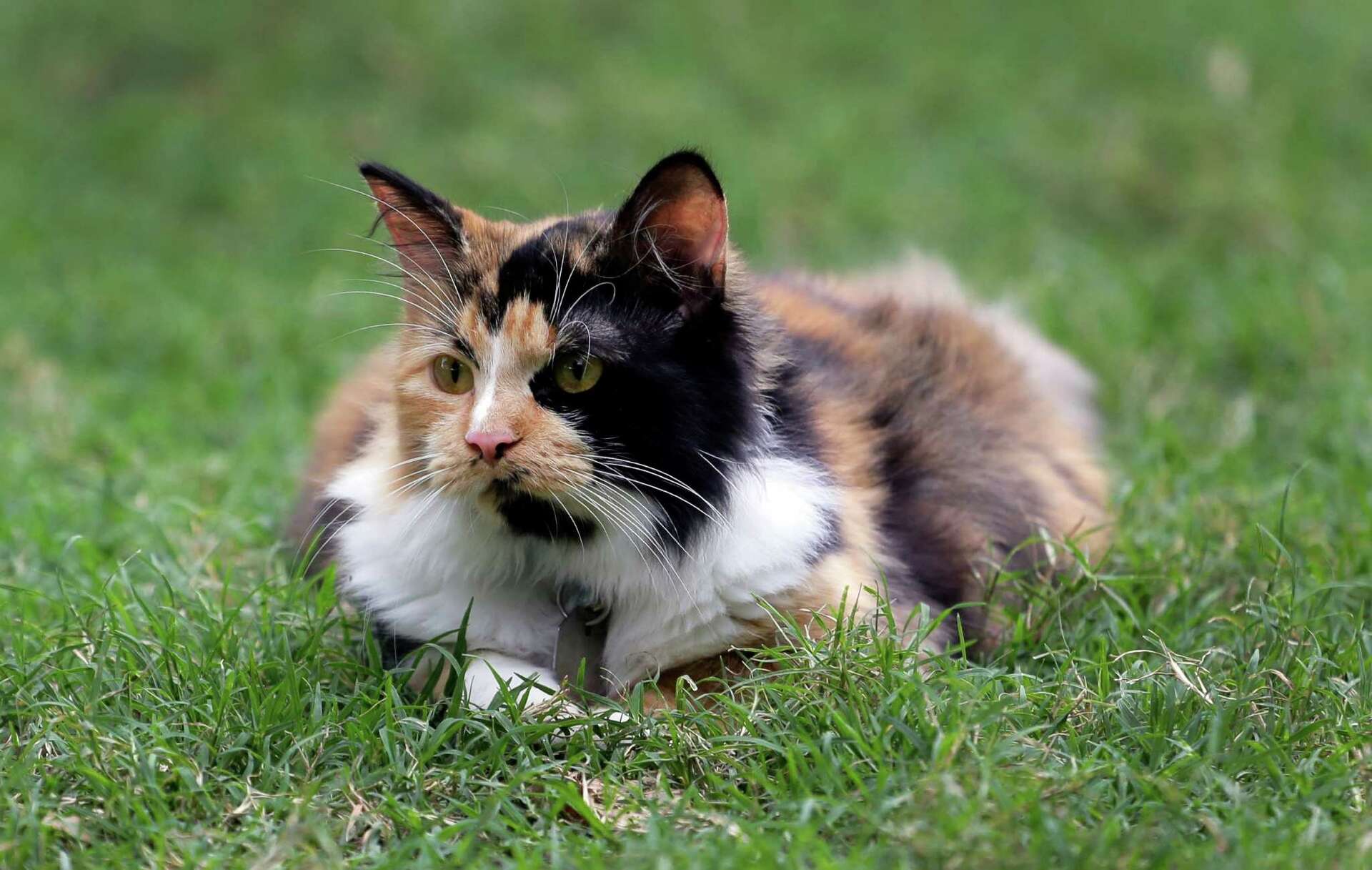 The Alamo has a new official cat and she's extremely adorable