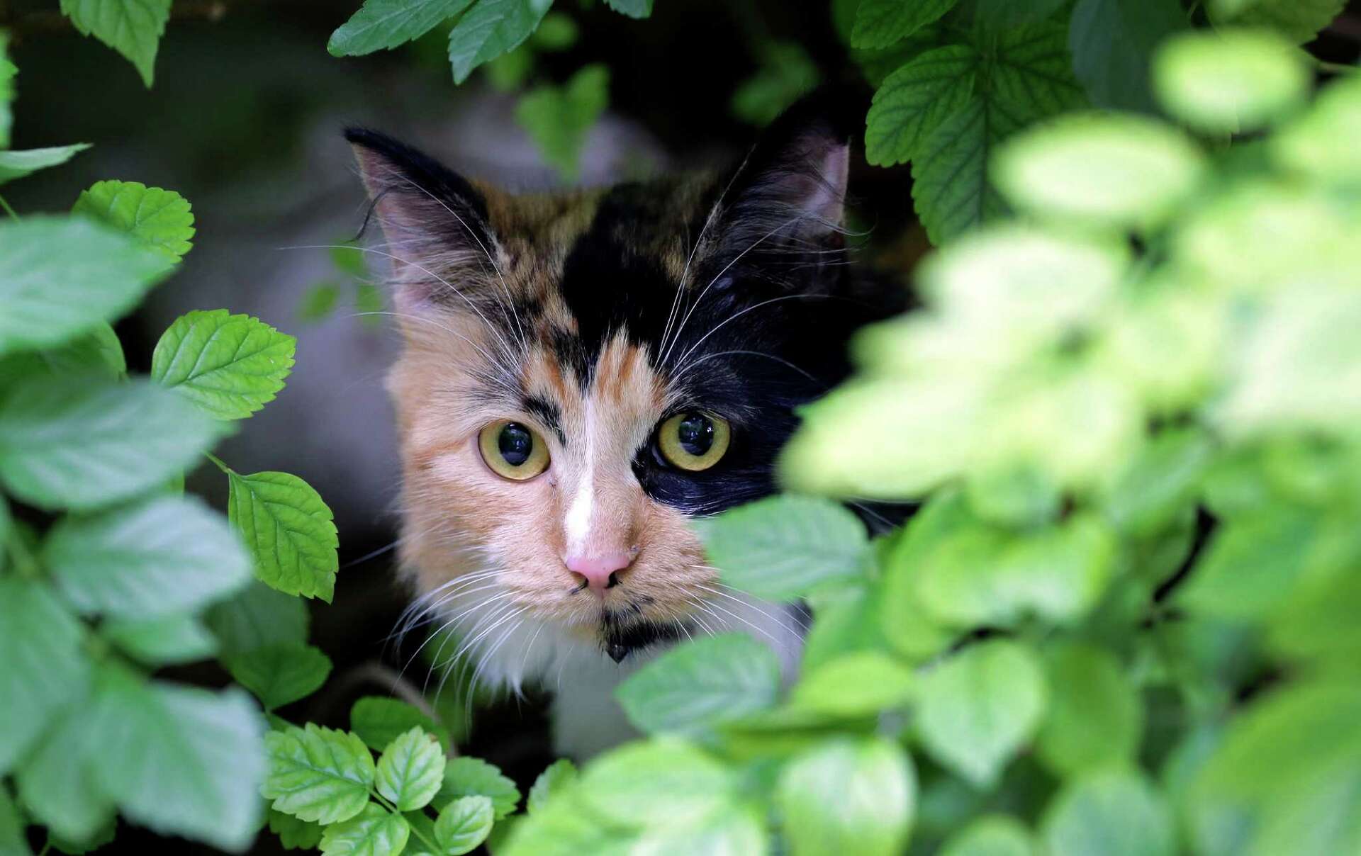 The Alamo has a new official cat and she's extremely adorable
