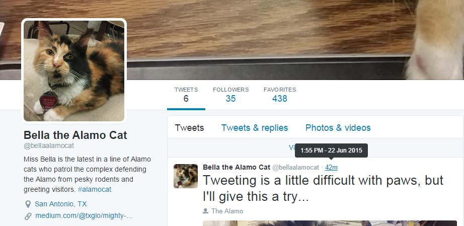 Alamo's official cat starts adorable Twitter account
