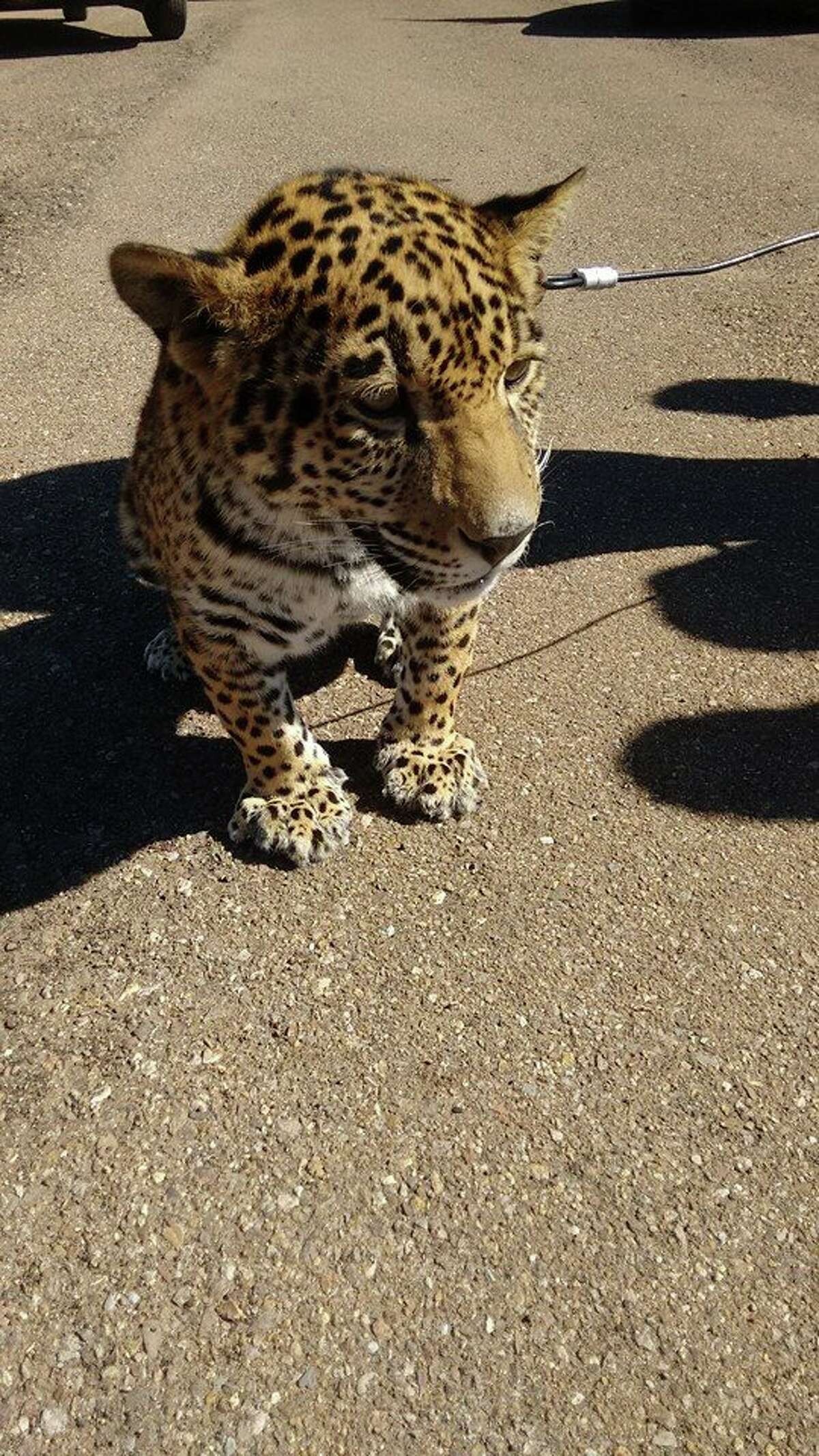 The exotic and dangerous animals of Mexican drug cartels