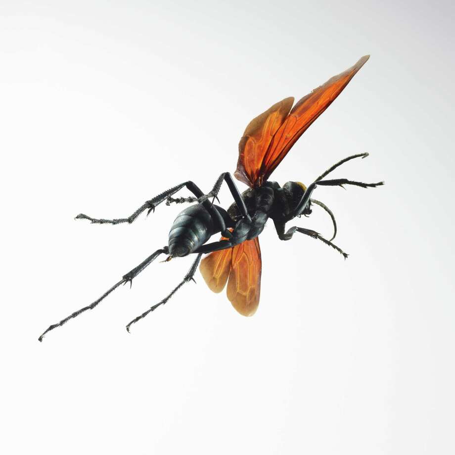 6 things to know about tarantula hawk wasps with 'traumatically painful ...