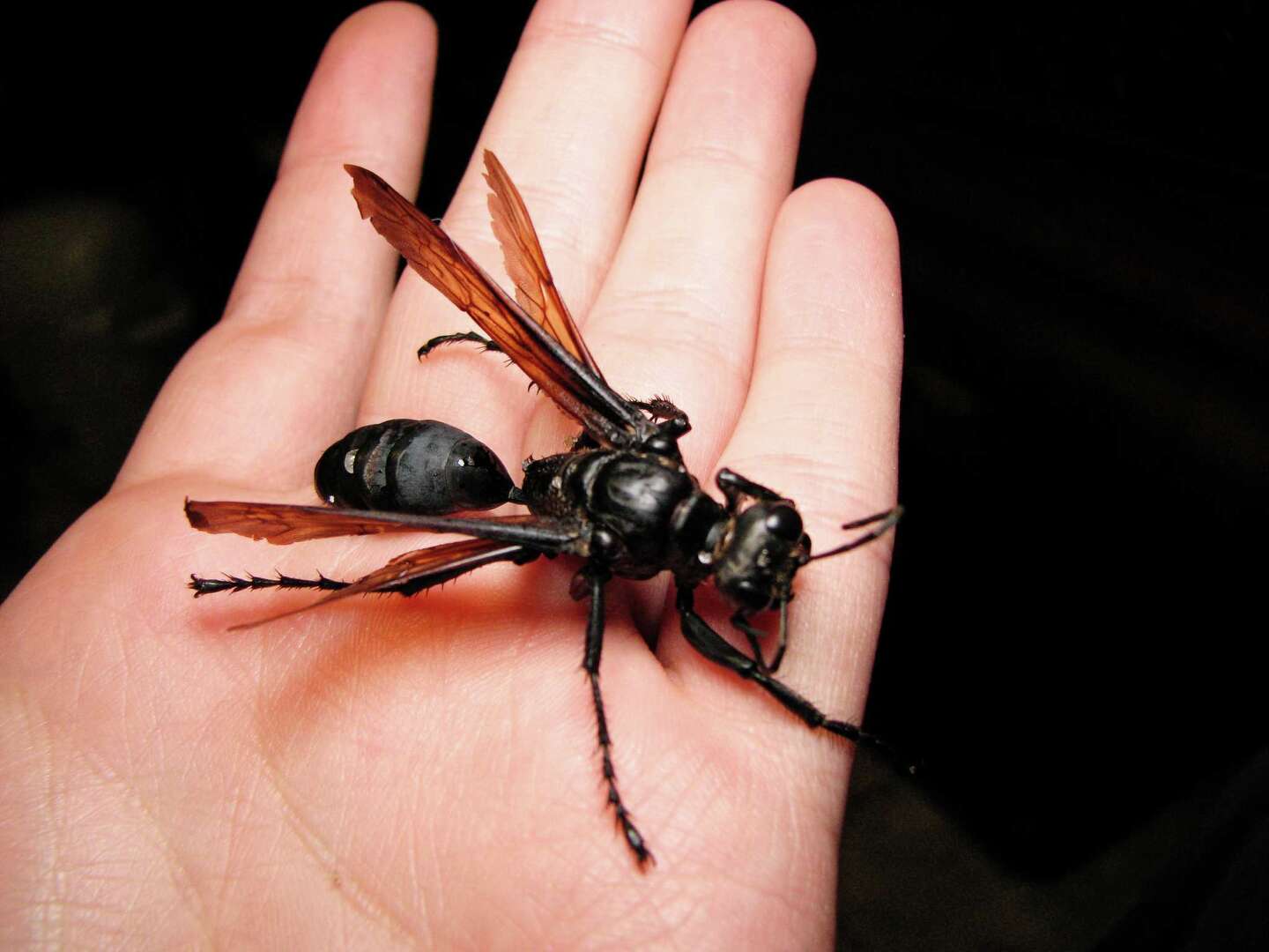 6 things to know about tarantula hawk wasps with 'traumatically painful ...
