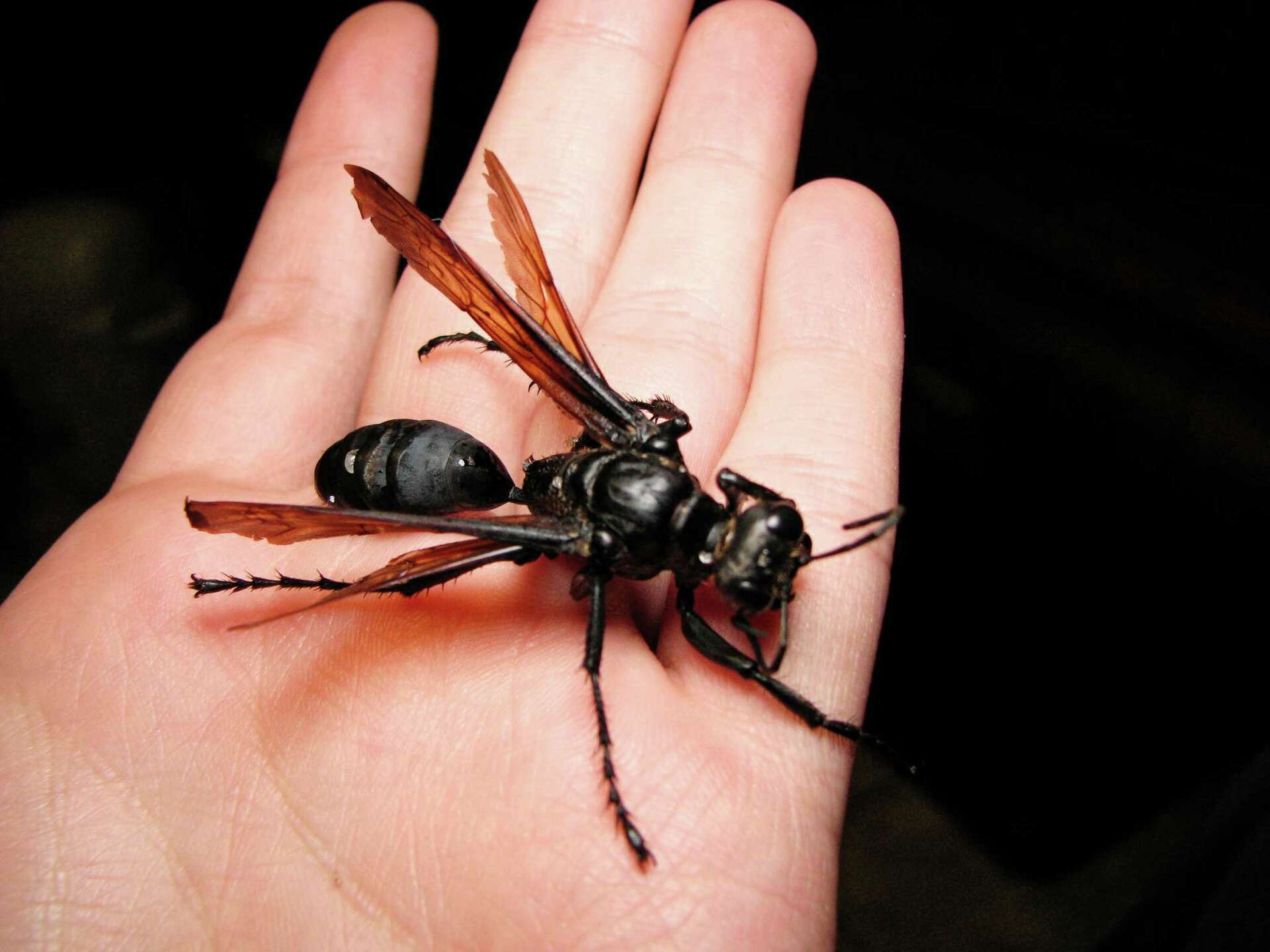 6 things to know about tarantula hawk wasps with 'traumatically painful ...