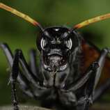 6 things to know about tarantula hawk wasps with 'traumatically painful ...