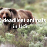 6 things to know about tarantula hawk wasps with 'traumatically painful ...