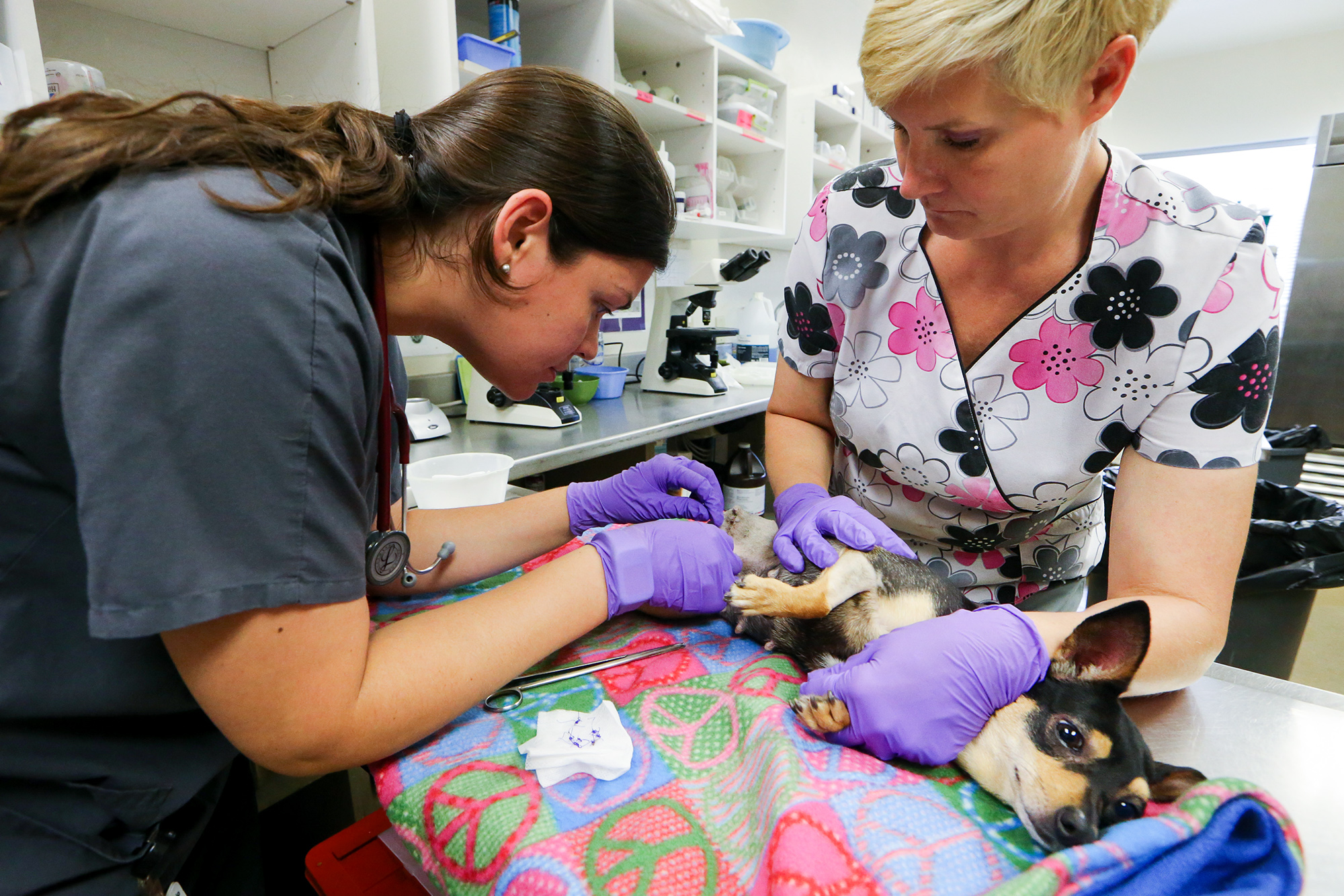 Strays face injuries and disease