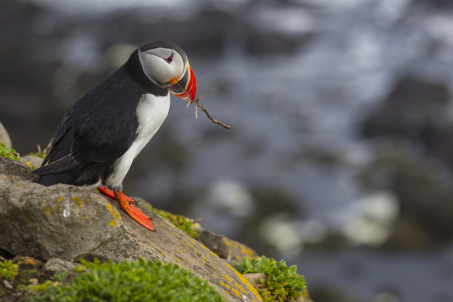 Puffins are at home on rocky cliffs in Iceland