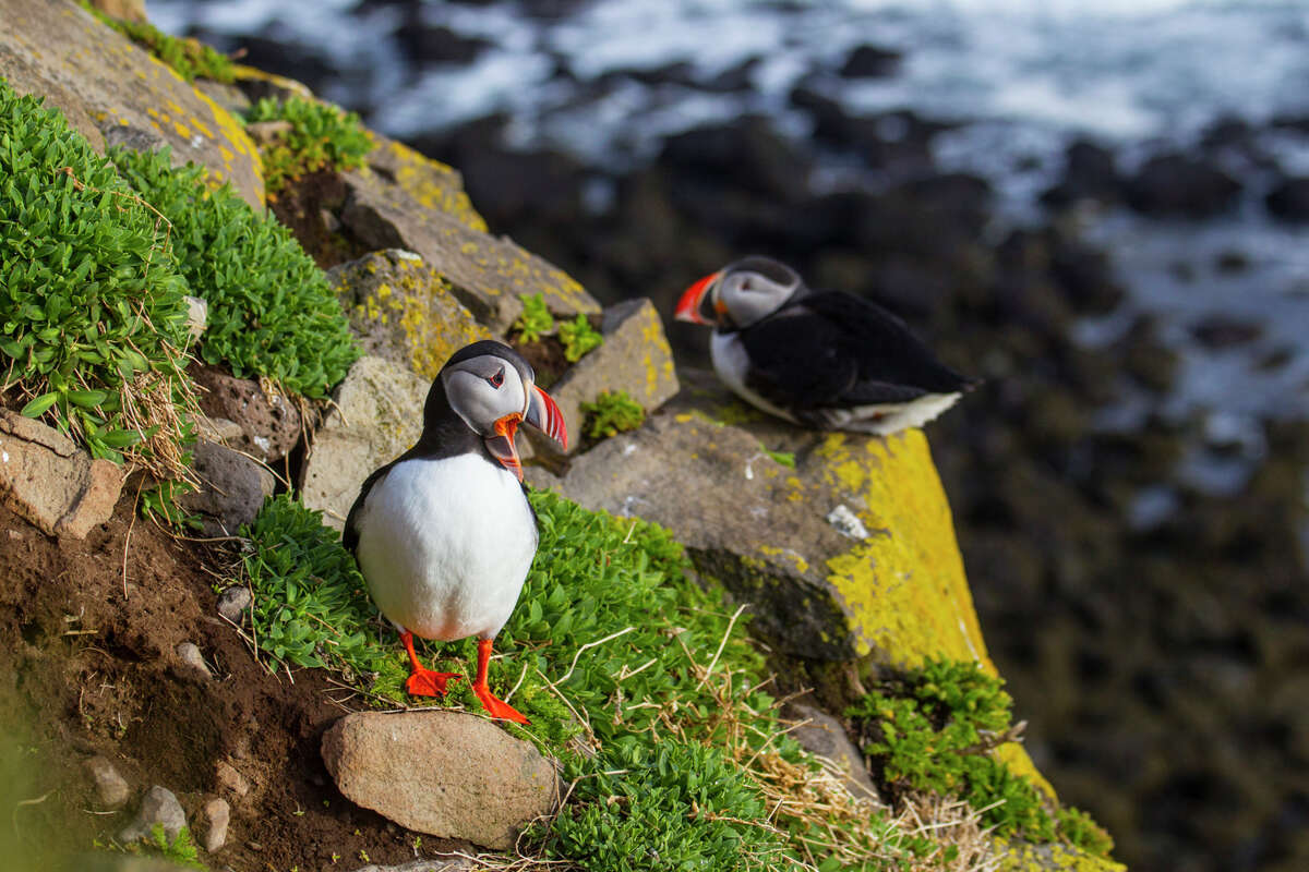 Puffins are at home on rocky cliffs in Iceland
