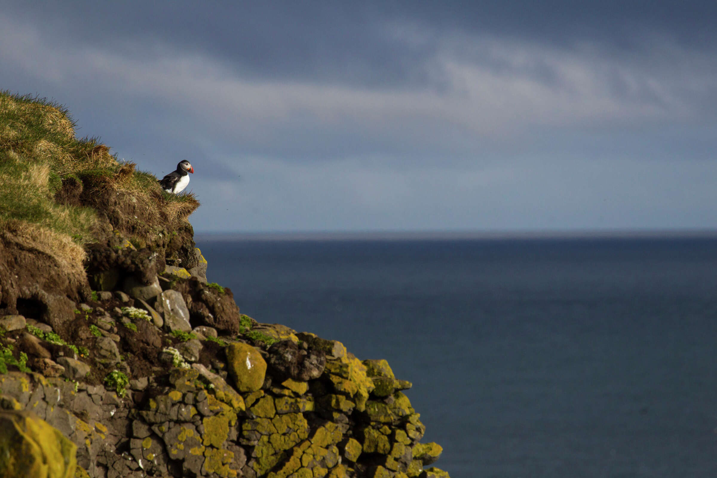 Puffins are at home on rocky cliffs in Iceland