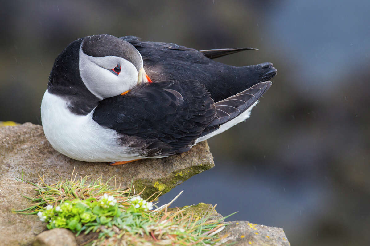 Puffins are at home on rocky cliffs in Iceland