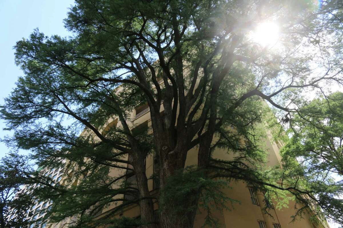 12 things you'll see on the San Antonio River Walk Cruise