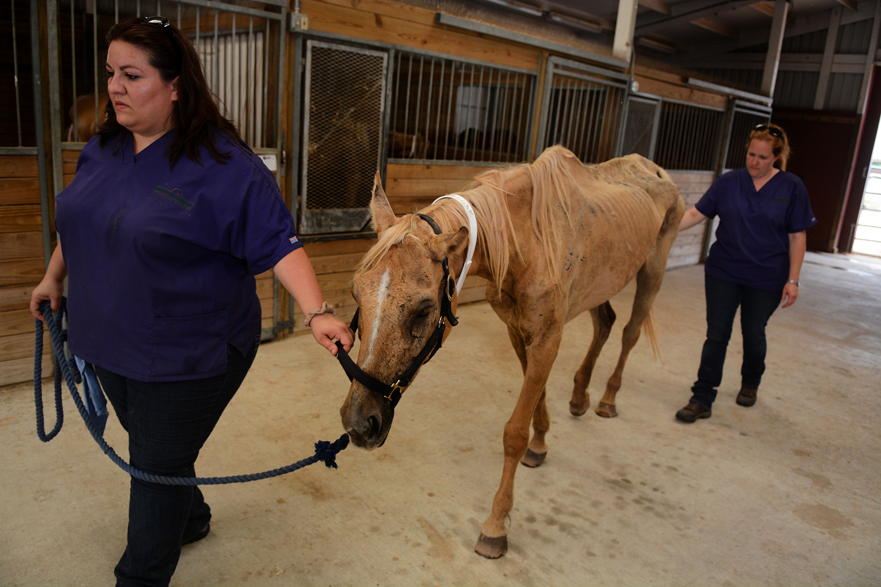 Emaciated horses get the care they need