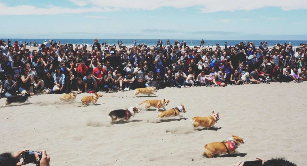 Corgis to invade San Francisco's Ocean Beach this week for Fall Corgi Con