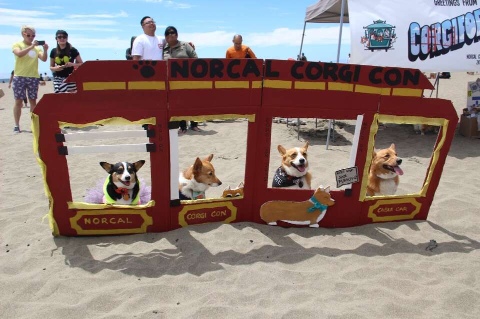 Corgis to invade San Francisco's Ocean Beach this week for Fall Corgi Con