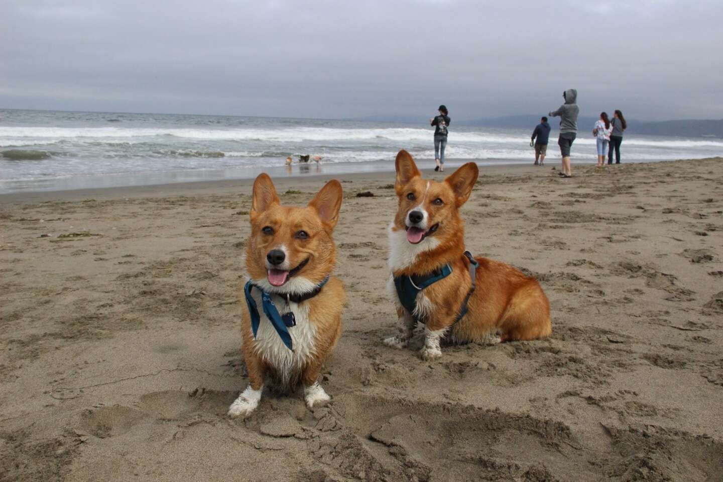 Corgis to invade San Francisco's Ocean Beach this week for Fall Corgi Con
