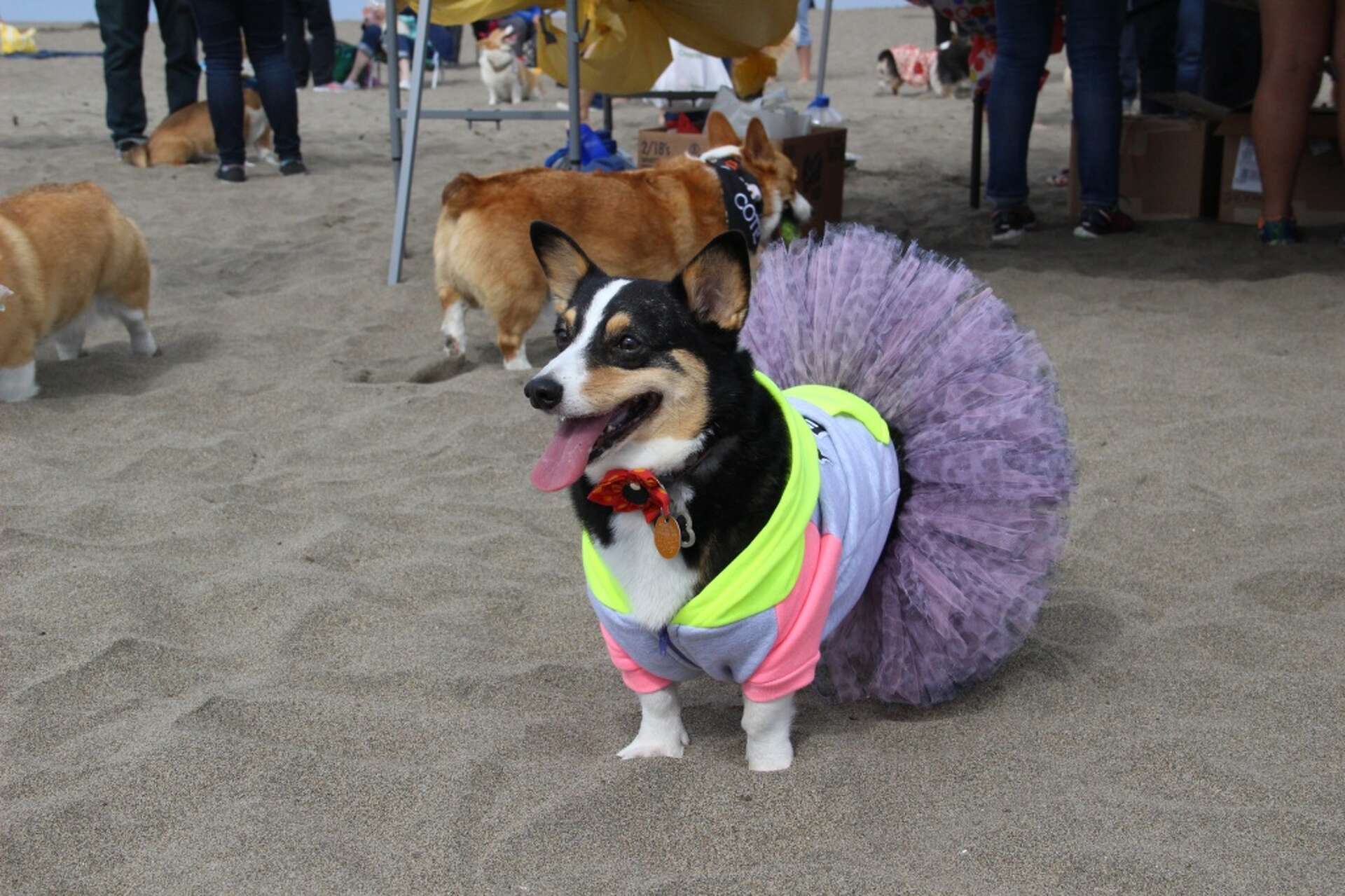 Corgis to invade San Francisco's Ocean Beach this week for Fall Corgi Con
