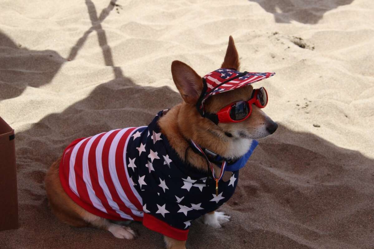 Corgis to invade San Francisco's Ocean Beach this week for Fall Corgi Con