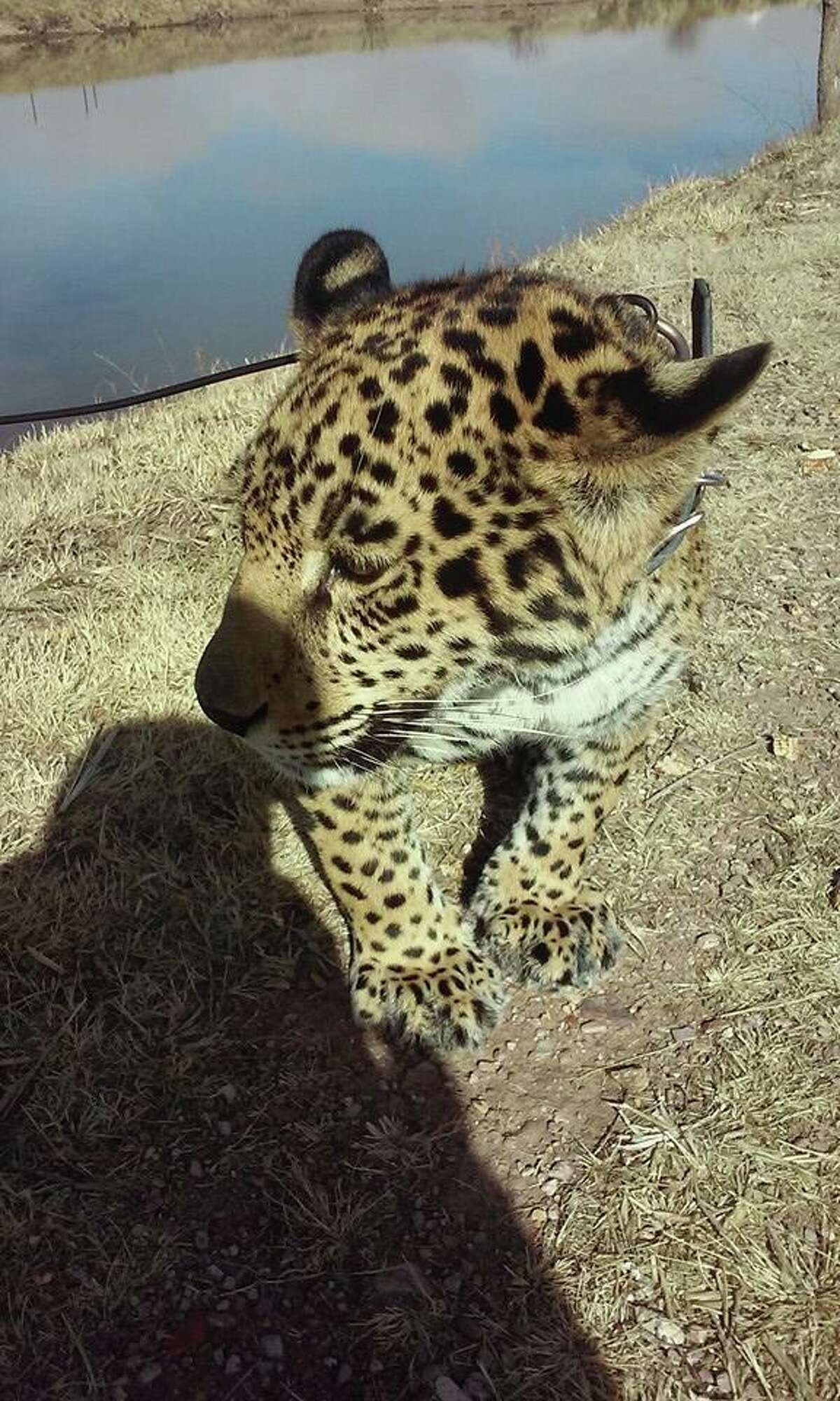 The exotic and dangerous animals of Mexican drug cartels