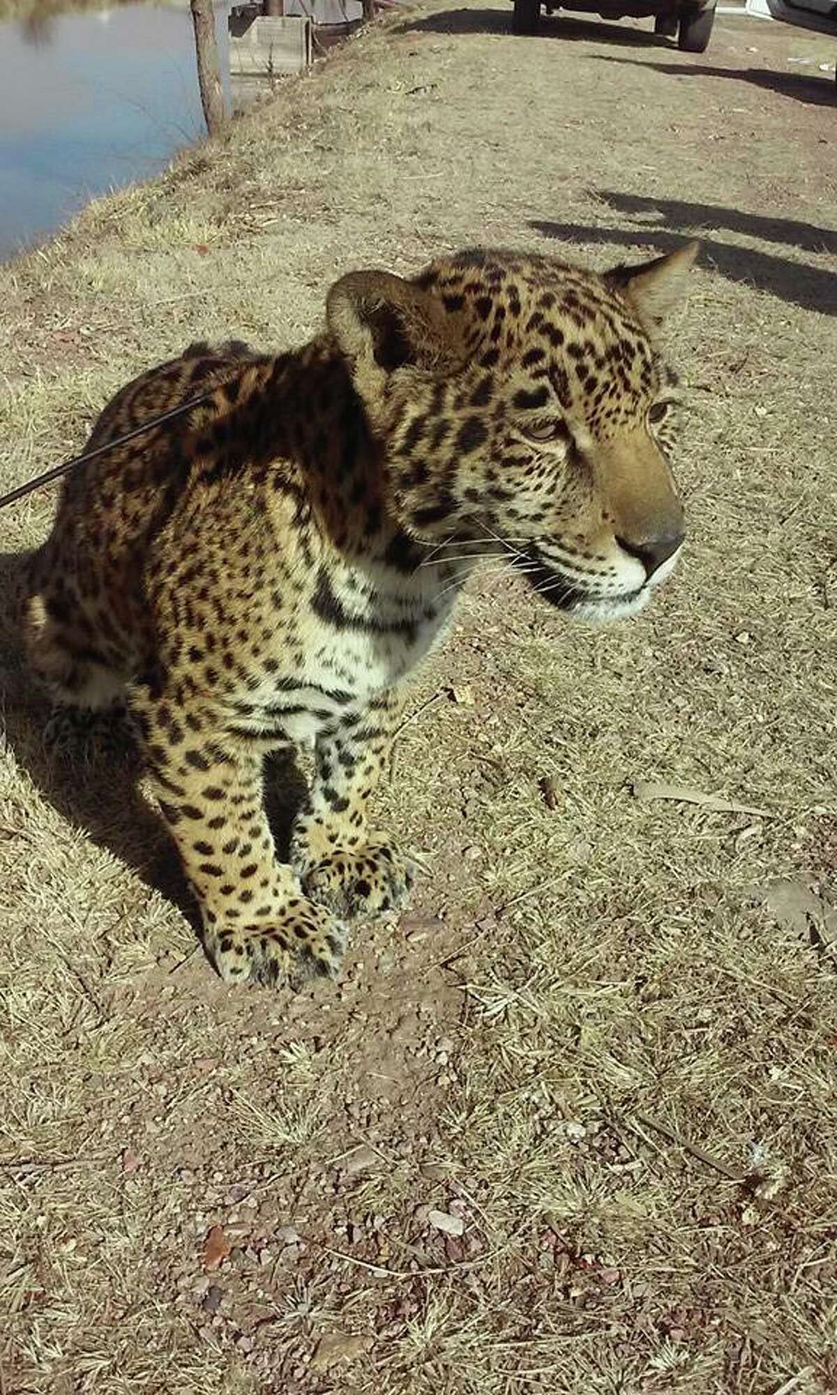The exotic and dangerous animals of Mexican drug cartels
