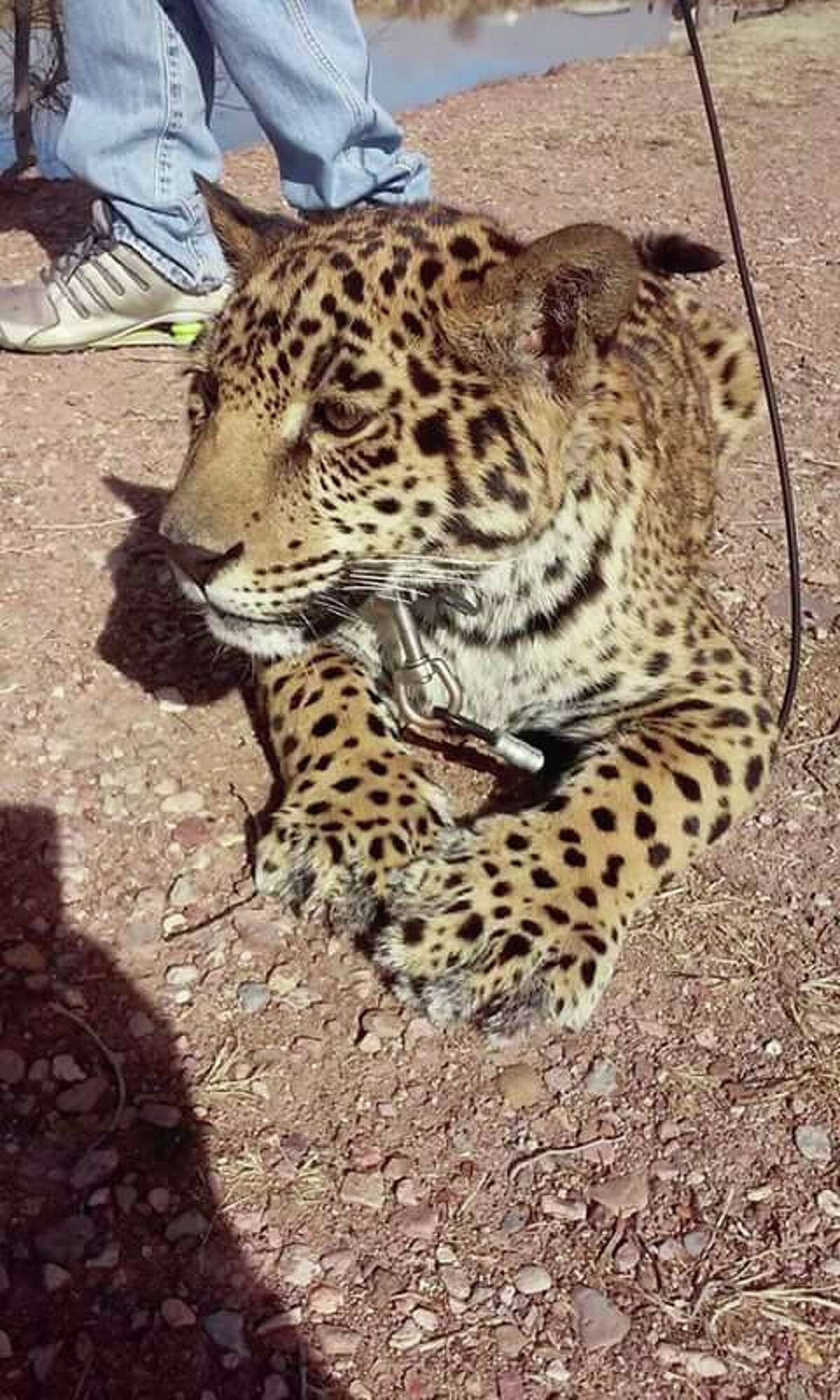 The exotic and dangerous animals of Mexican drug cartels