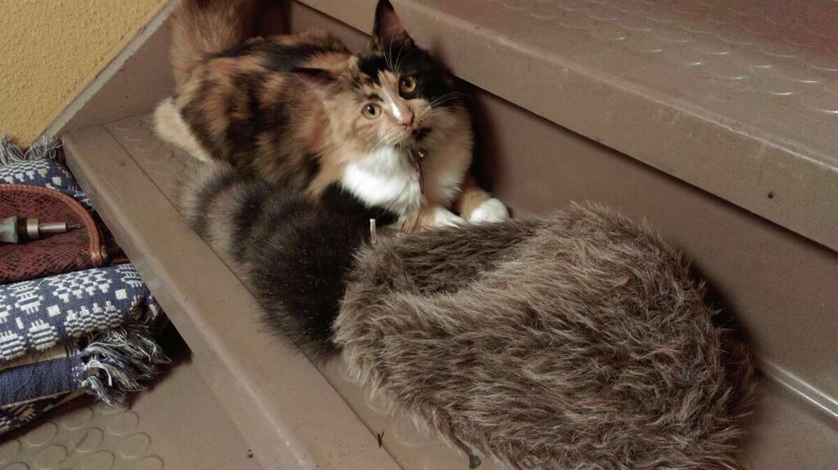 Alamo cat Bella is a purr-fect companion for shrine visitors