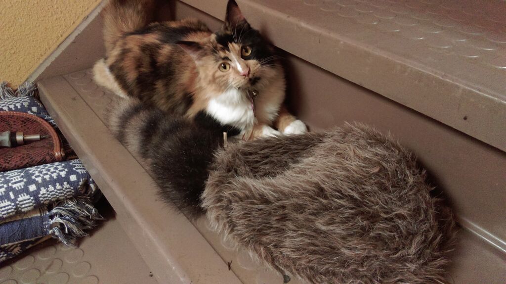 Alamo cat Bella is a purr-fect companion for shrine visitors