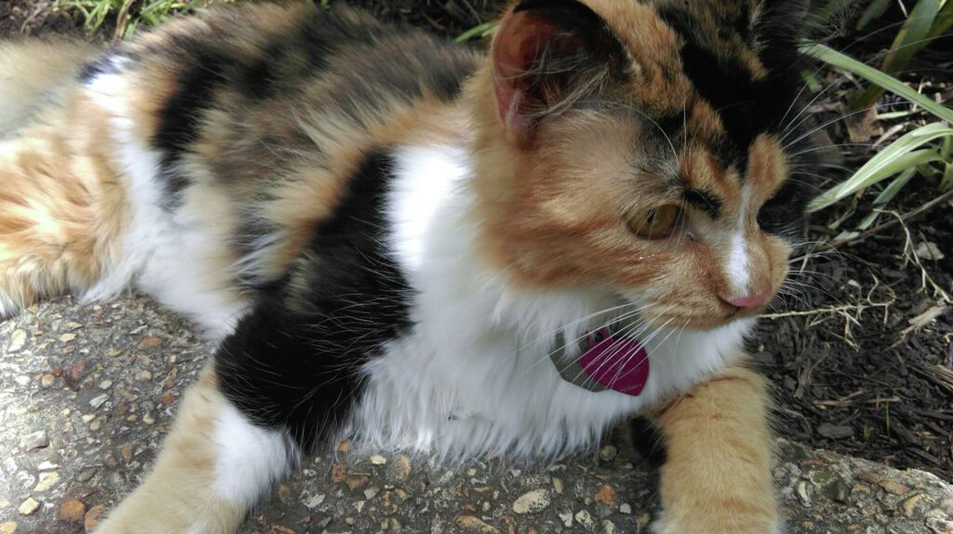 Alamo cat Bella is a purr-fect companion for shrine visitors