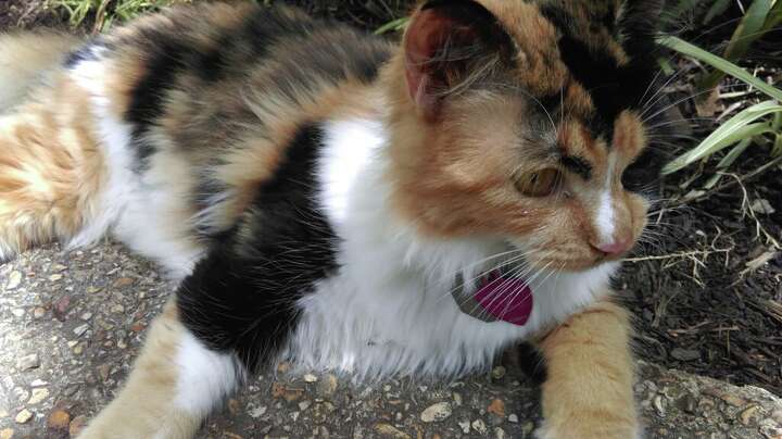 Alamo cat Bella is a purr-fect companion for shrine visitors