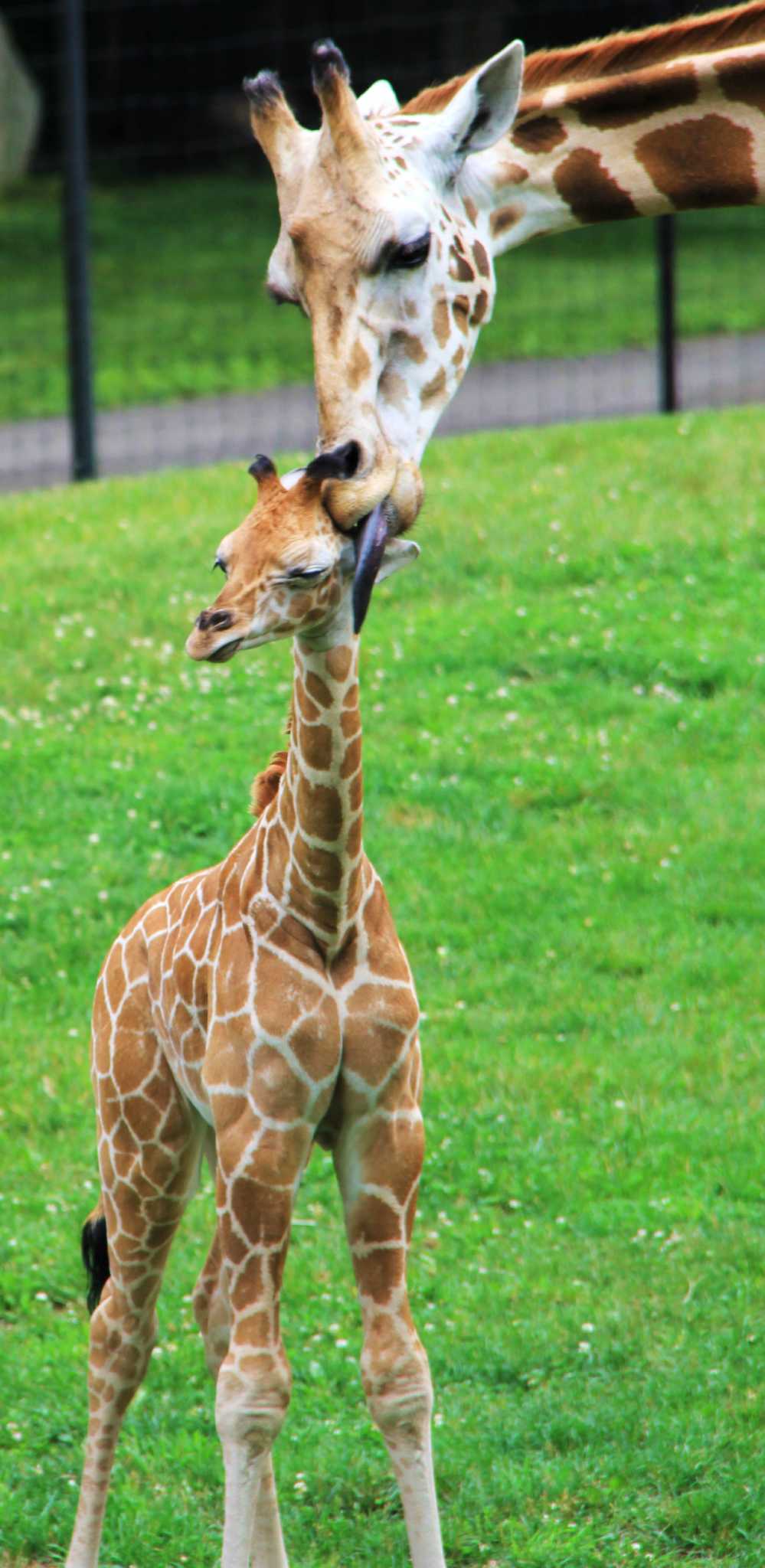 Giraffe born at non-profit Greenwich breeding reserve
