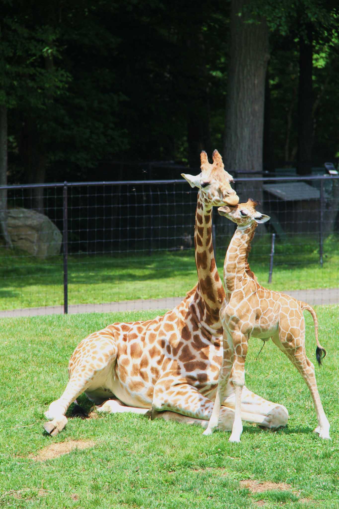 Giraffe born at non-profit Greenwich breeding reserve