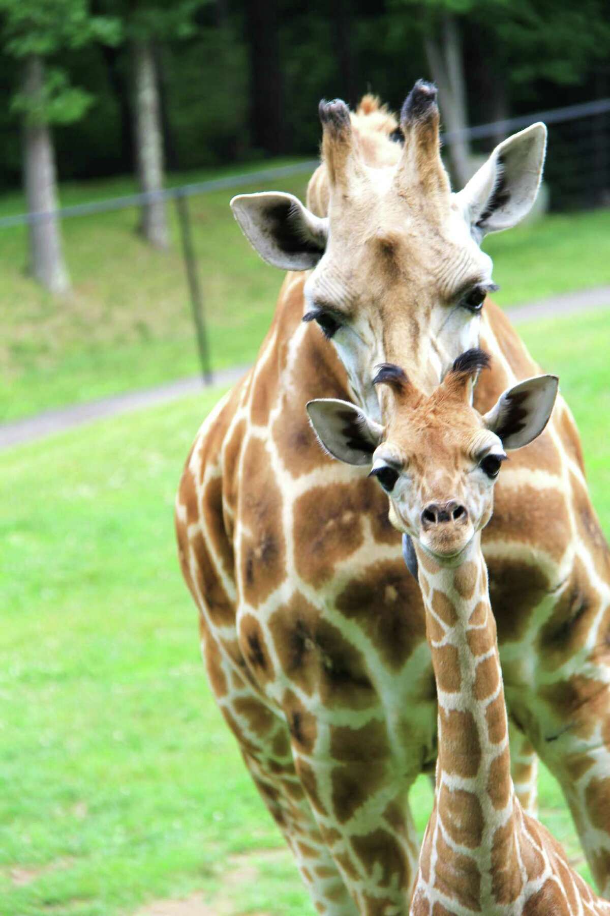 Giraffe born at non-profit Greenwich breeding reserve