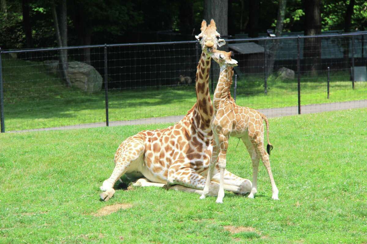 Giraffe born at non-profit Greenwich breeding reserve